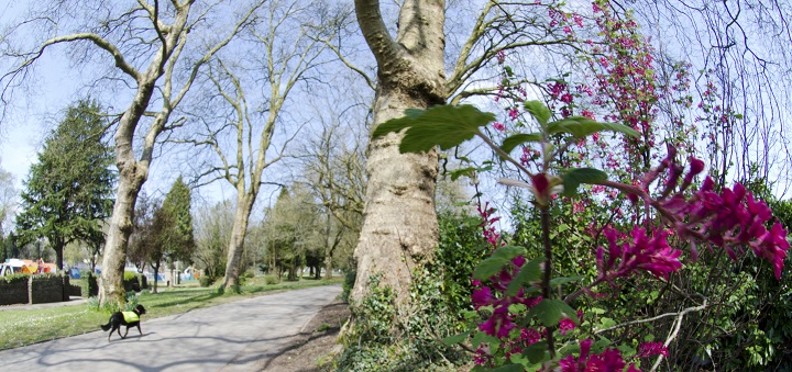 Plants, flowers and wildlife | Rhondda Cynon Taf County Borough Council